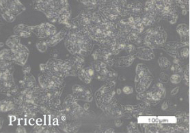 The Professional Cell Culture Products Manufacturer - Pricella